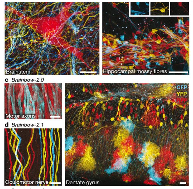More on Brainbow – Neuroanthropology
