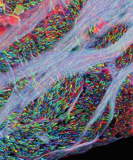 Jeff Lichtman’s Brainbows – Neuroanthropology