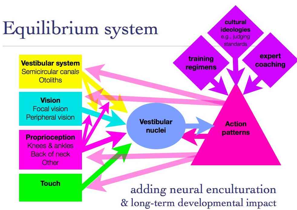 Balance between cultures: equilibrium training – Neuroanthropology
