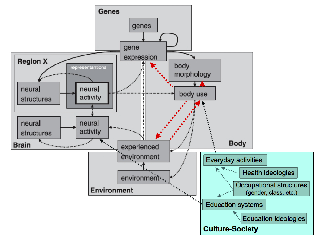 In praise of partial explanation (and flowcharts) – Neuroanthropology