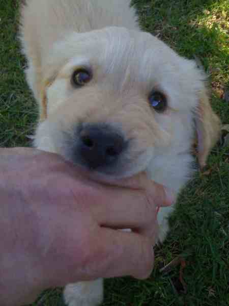 The dog-human connection in evolution – Neuroanthropology