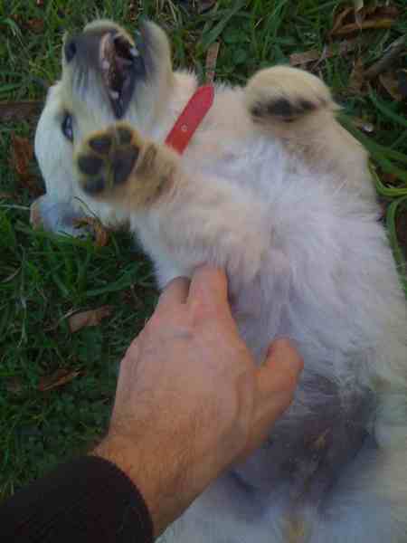 The dog-human connection in evolution – Neuroanthropology