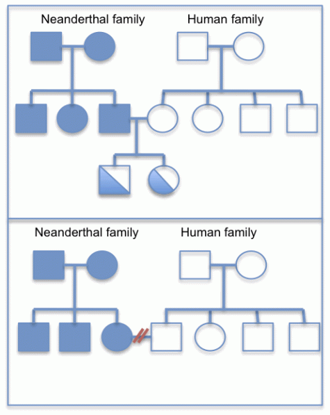 Your Great x 2360 Grandpa was a Neanderthal! – Neuroanthropology